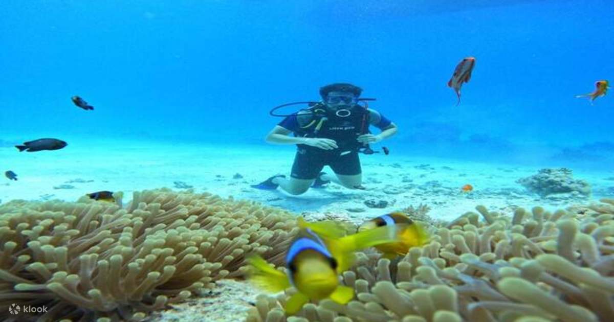 Marsa Alam Samadai dolphin house two dives - Klook