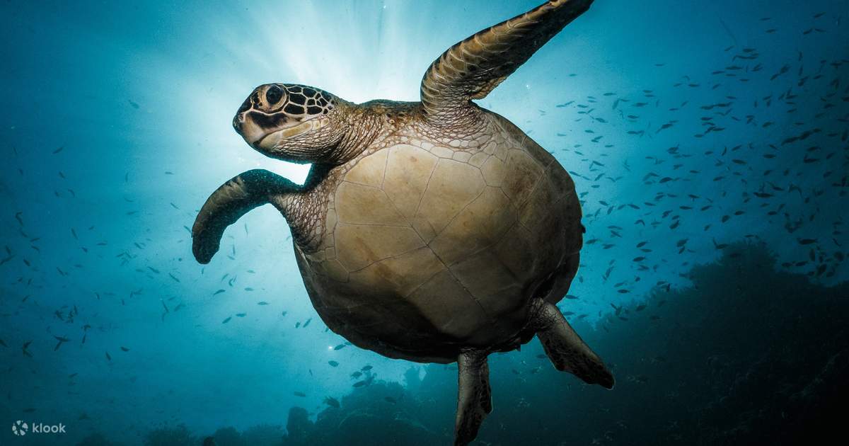 Nikmati Penyelaman Pantai Penyu yang Menakjubkan bersama PADI 5 Star ...
