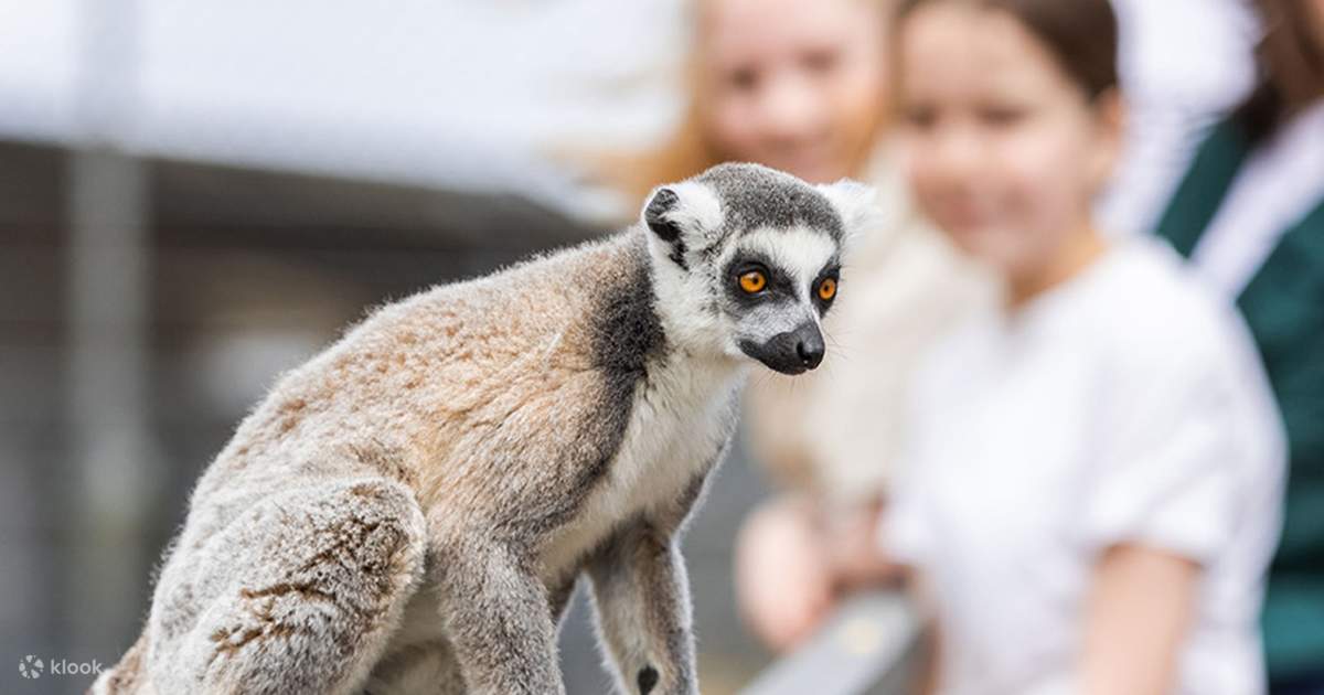 Land of the Lemurs & A Day at Monarto Safari Park - Klook