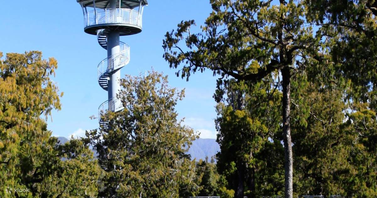 West Coast Tree Top Tower Walk - Klook