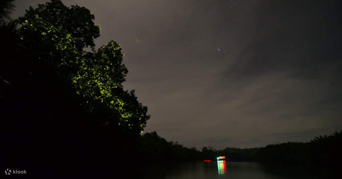Abatan River Firefly Watching Experience in Bohol - Klook