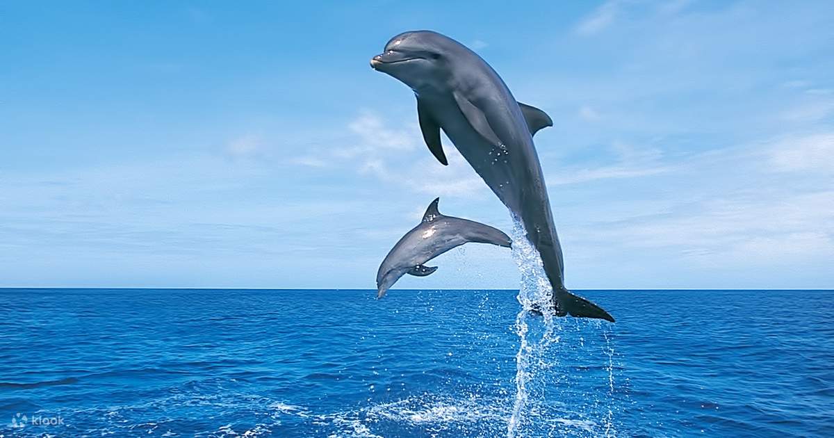 Dolphin House Tour - Klook Philippines