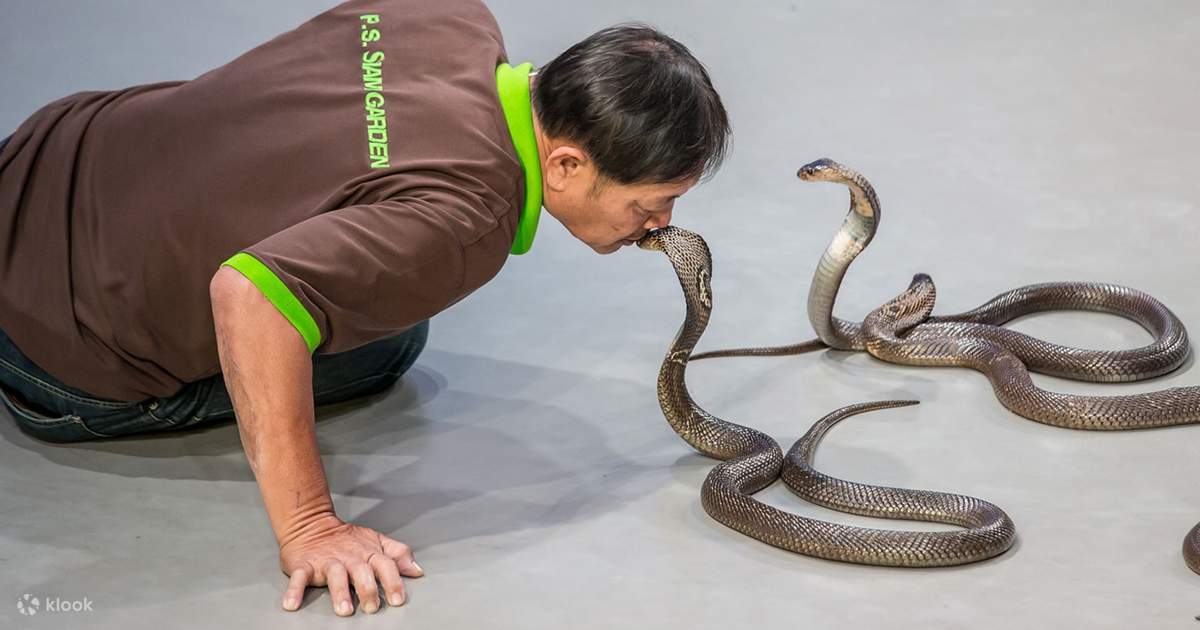 Siam Serpentarium Ticket in Bangkok, Thailand - Klook