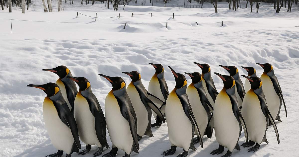 Lawatan sehari ke Asahiyama Zoo + Pokok Krismas + Shikisai-no-oka (atau ...