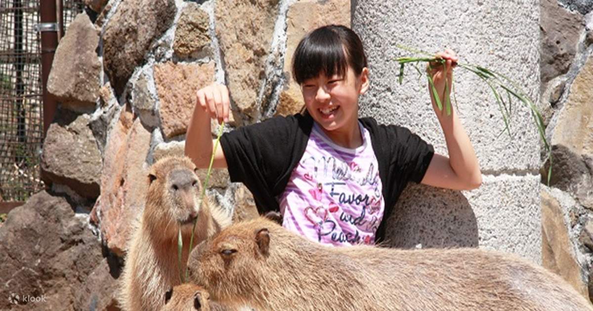 Izu Shaboten Zoo Ticket in Nagoya - Klook United Kingdom