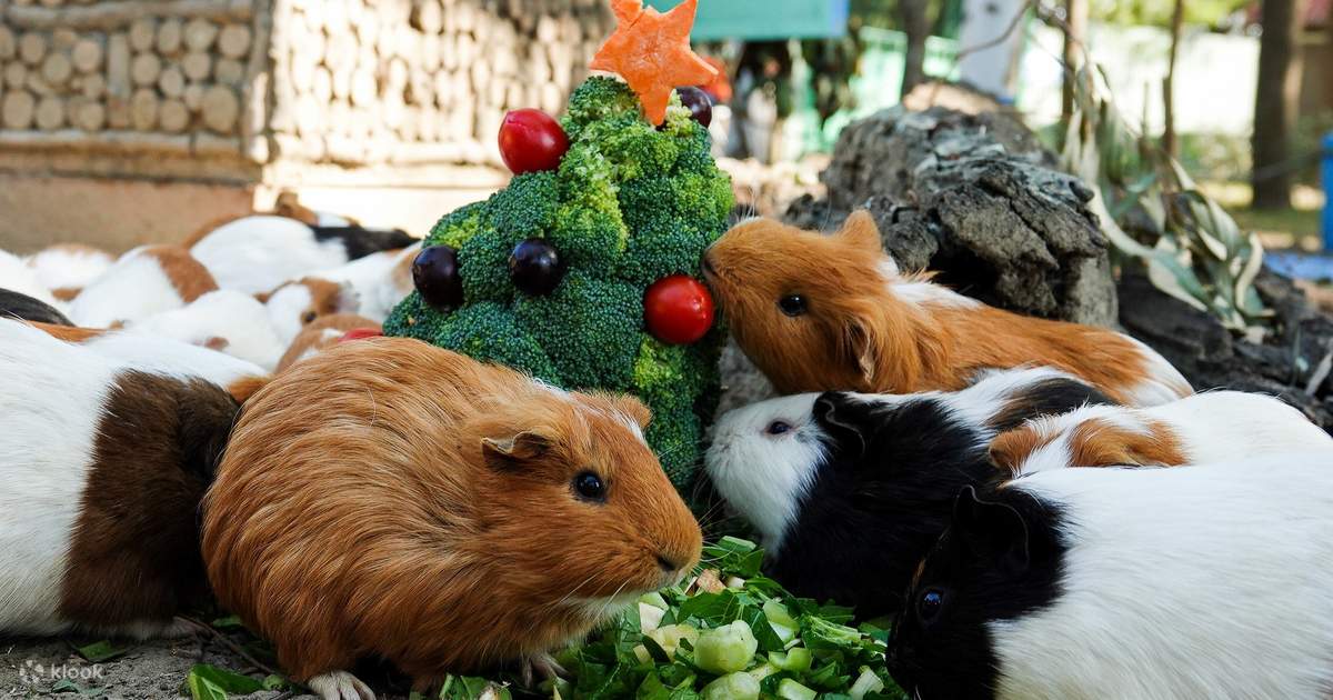 Wanpi World Safari Zoo Ticket - Klook United States