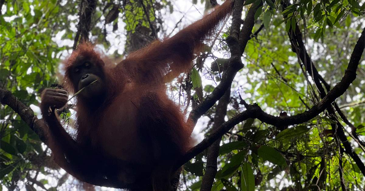 Mehrtägige Highlights in Nord-Sumatra - Klook, Vereinigte Staaten