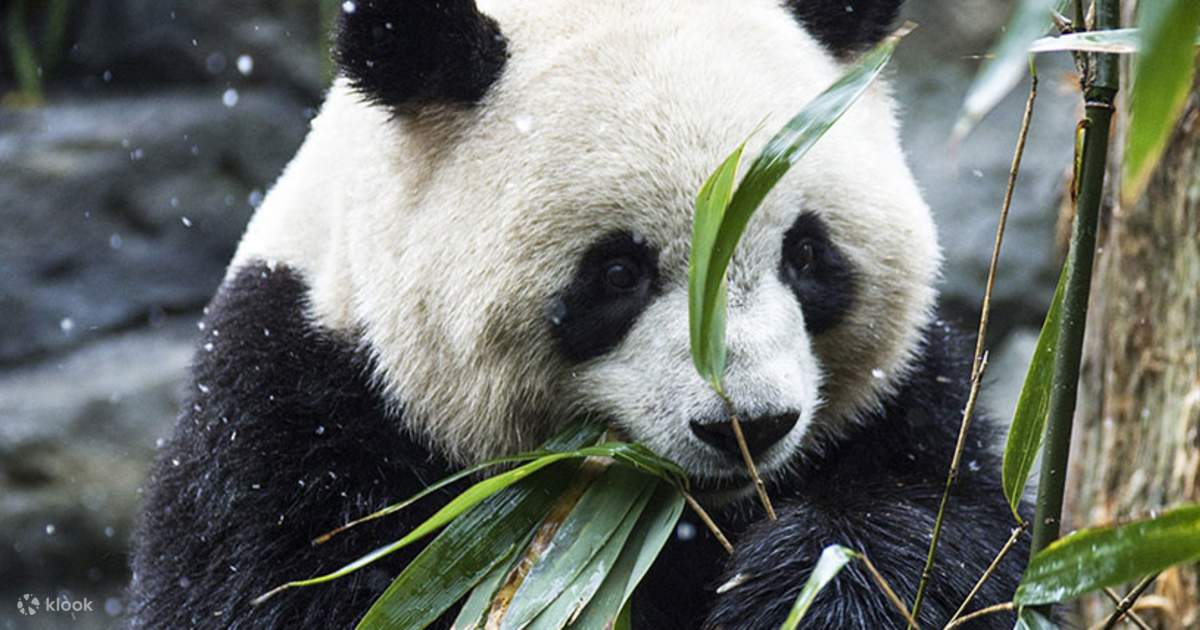 chengdu, panda, dujiangyan - Klook