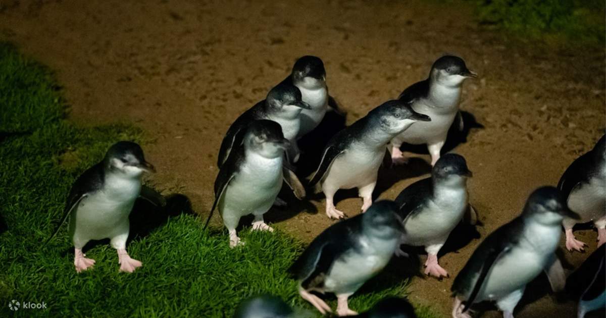 Penguin Parade Experience Tour from Melbourne - Klook, Vereinigte Staaten