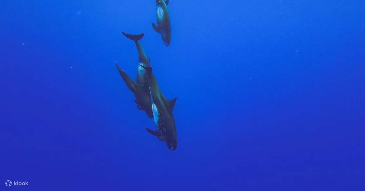 Lawatan Bot Rakit & Snorkel Captain Zodiac di Honolulu - Klook Amerika ...