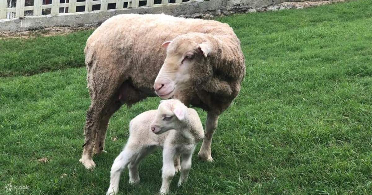 The Sheep Sanctuary Admission Ticket at Cameron Highland - Klook