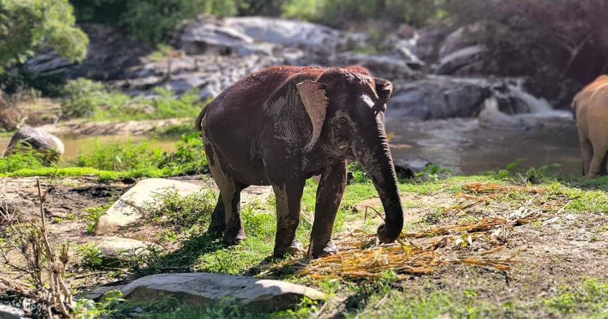Chiang Mai Full Day Elephant Observation & Waterfall - Klook Philippines