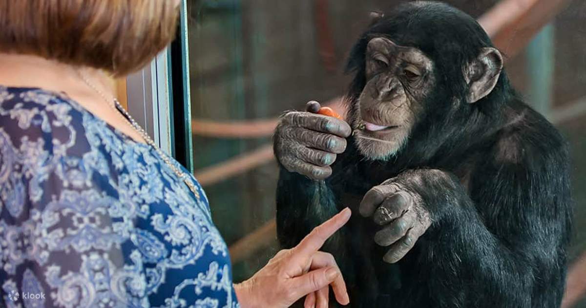 Monarto Safari Park Keeper for a Day - Klook Canada