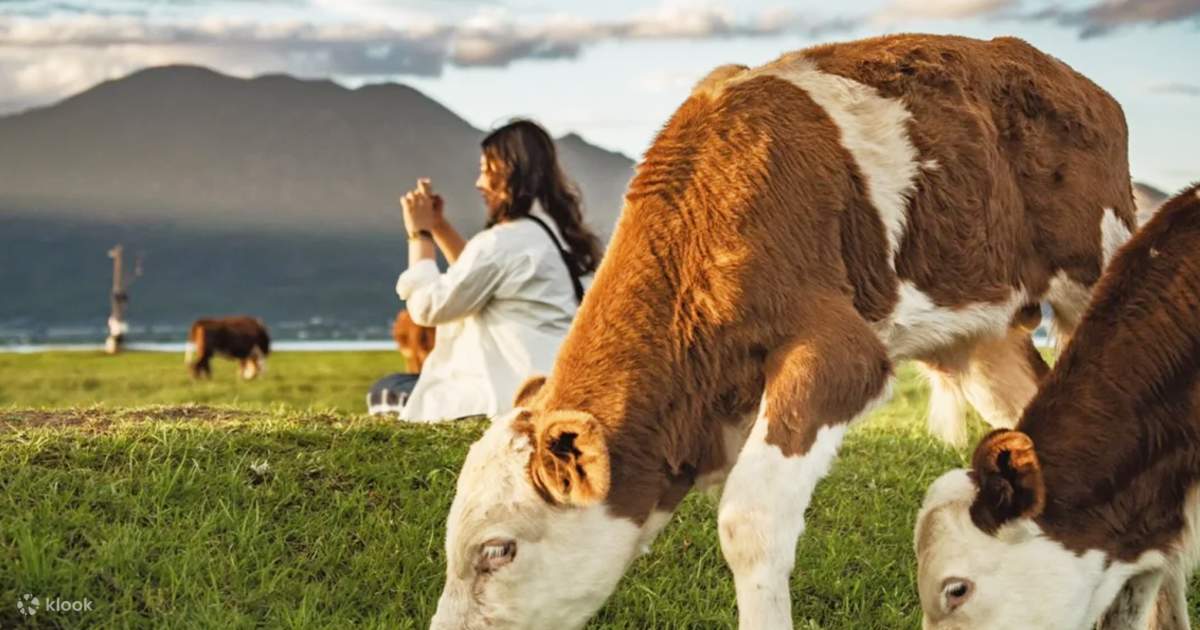 2-Day Shangri-La Tour from Lijiang, Yunnan (5-Star Hotel + Tibetan ...