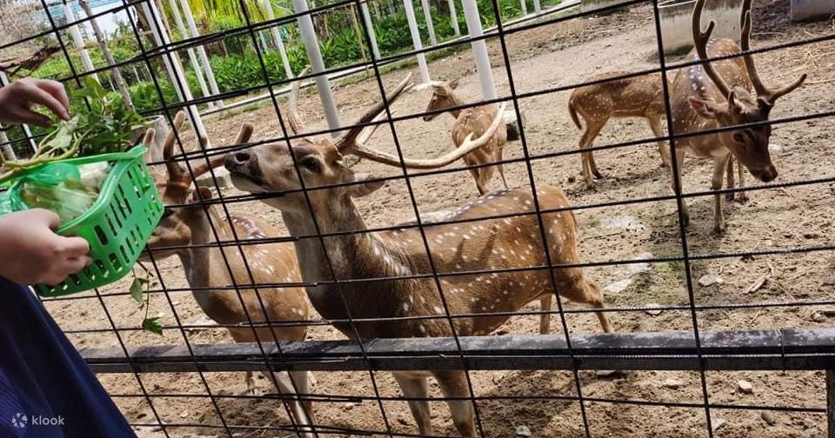 Audi Dream Farm Ticket in Penang - Klook Malaysia