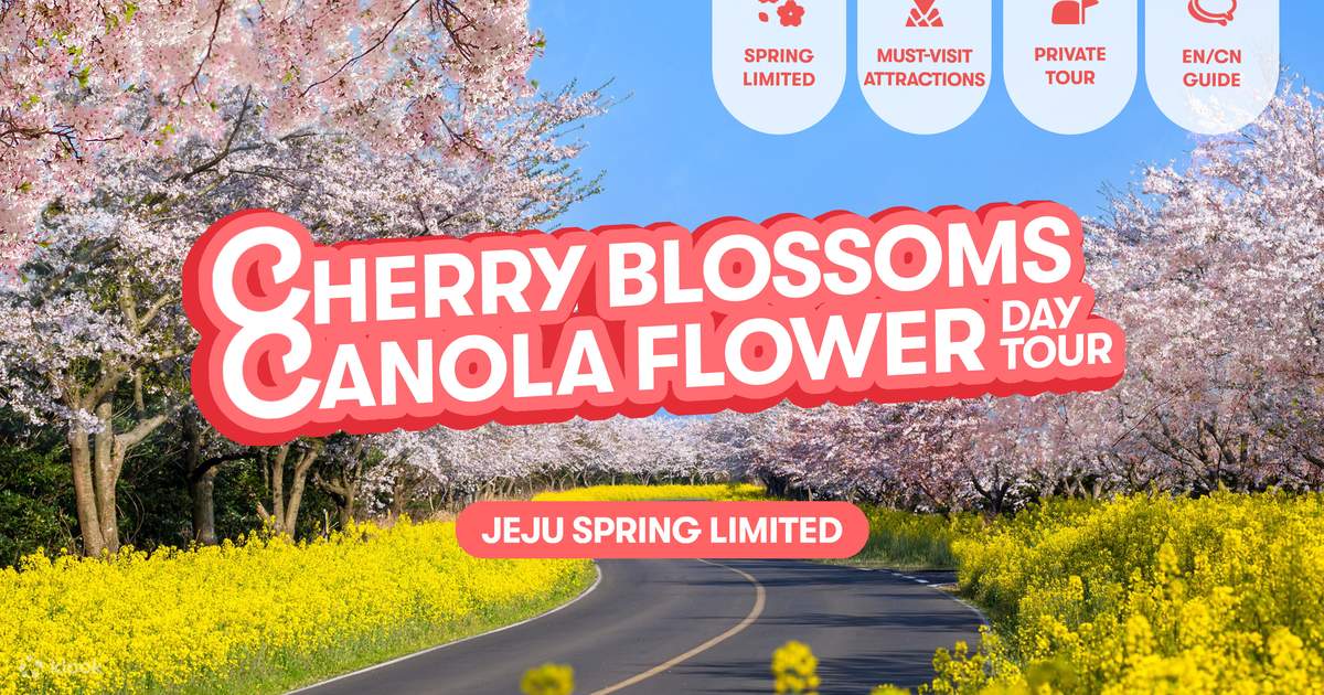 Jeju Canola Flower & Cherry Blossom Private Day Tour (By Wondertrip ...
