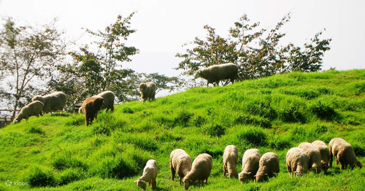 Cingjing Farm 2 & 3 Days Tour (Departing from Taichung) - Klook Singapore
