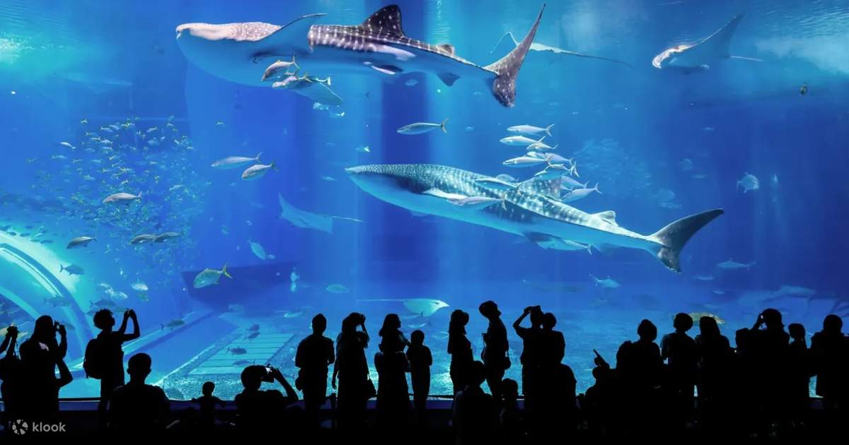 Okinawa Fun Attractions Pass - Klook