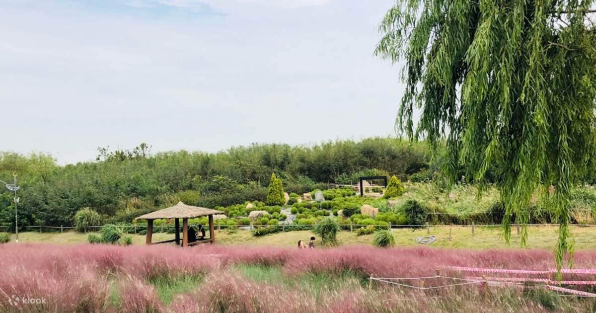 Kochia Scoparia, Pink Muhly Grass, & Dumulmeori Half Day Tour - Klook ...