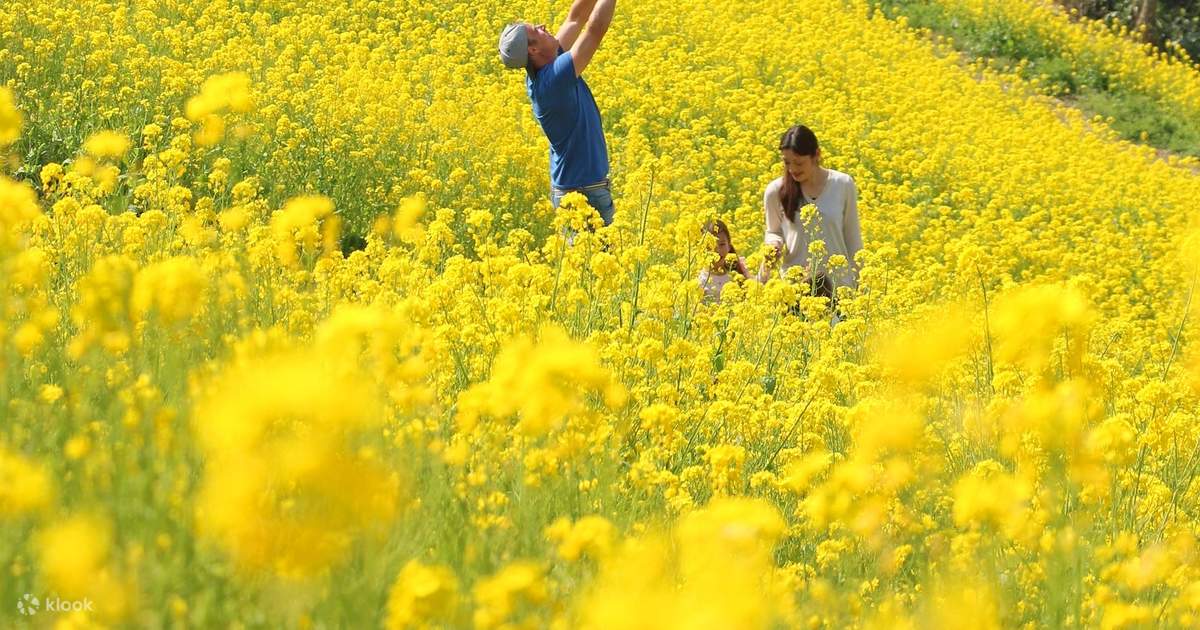 Tokyo German Village Winter Illumination, Chiba Mother Farm Rapeseed ...