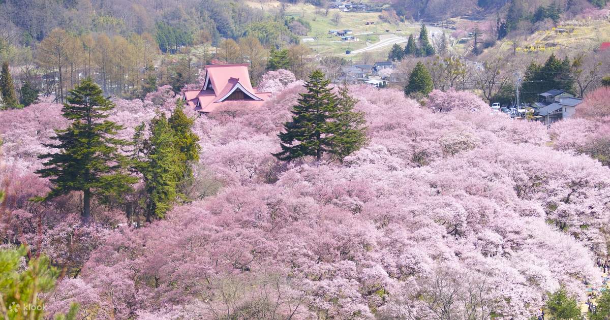 [Nagano 2-Day Cherry Blossom Tour] The World's Best Cherry Blossoms ...