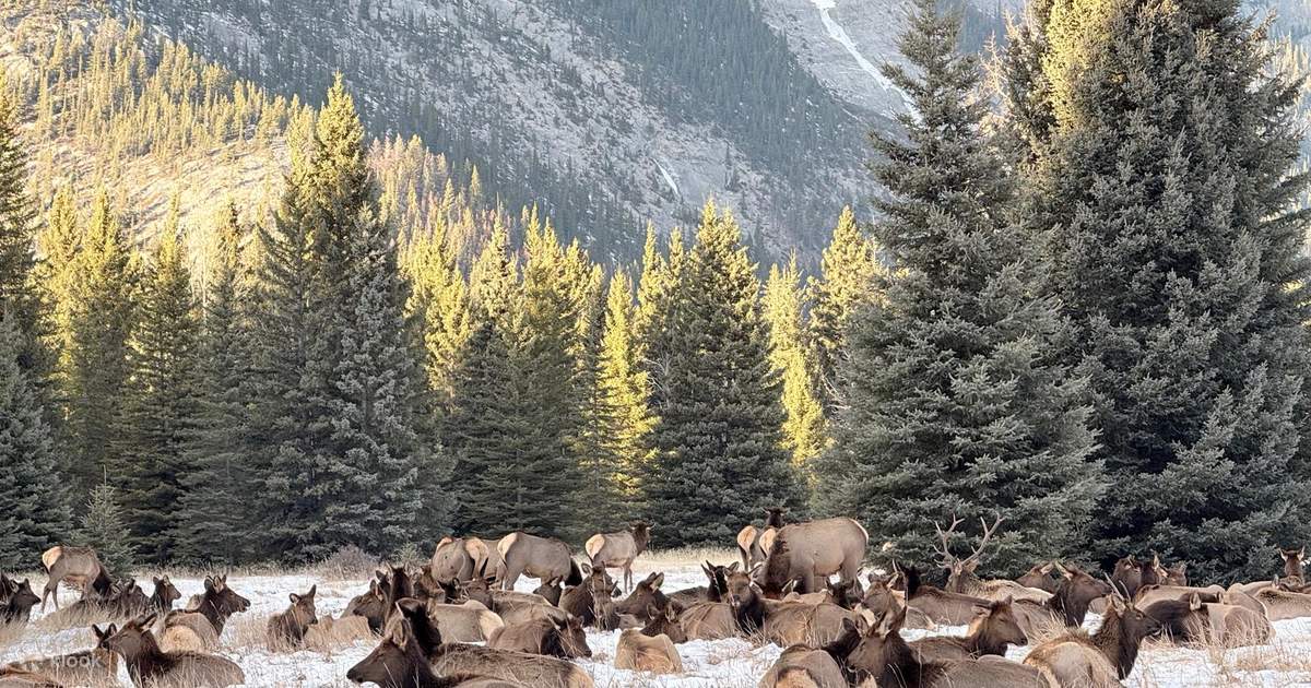 Khám phá động vật hoang dã Banff và tour đi bộ trên băng Johnston ...