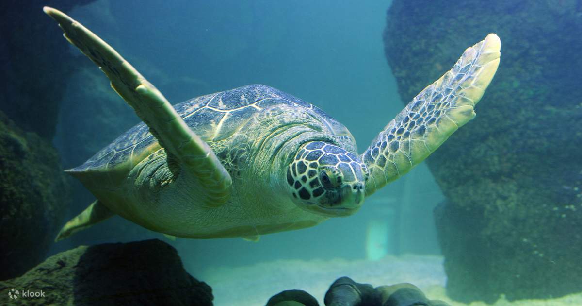 SEA LIFE Scheveningen Ticket in The Hague (Direct Entry) - Klook客路