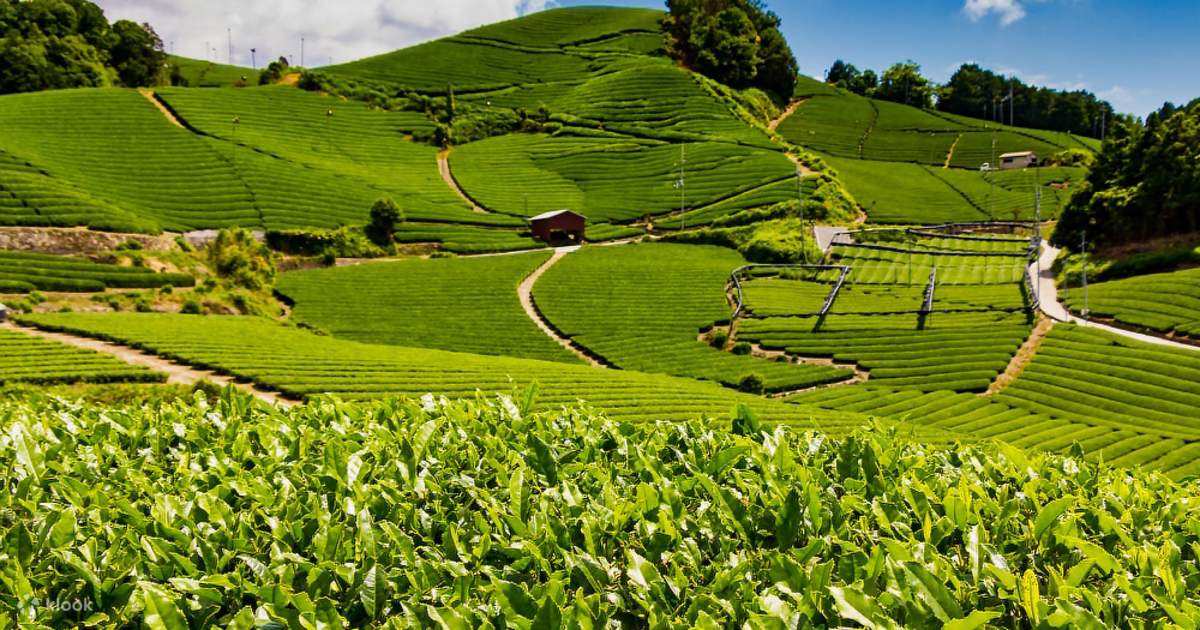 Wazuka Tea Plantation One-day Sightseeing & Electric Bike Tour - Klook ...
