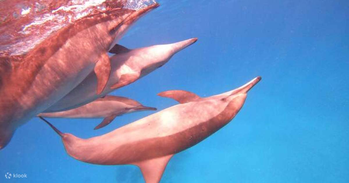Marsa Alam Samadai Dolphin House With Two Introduction Dives - Klook ...