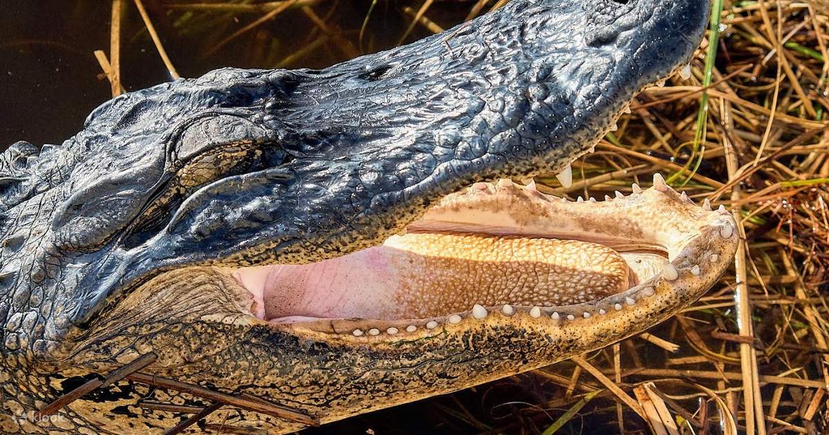 Everglades Adventure with a Dry Walk in Naples - Klook