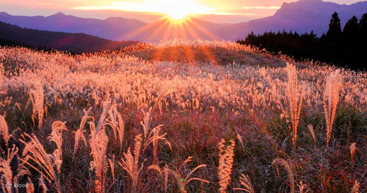 Nara Autumn Leaves Bus Tour from Osaka with Sushi Making Experience - Klook