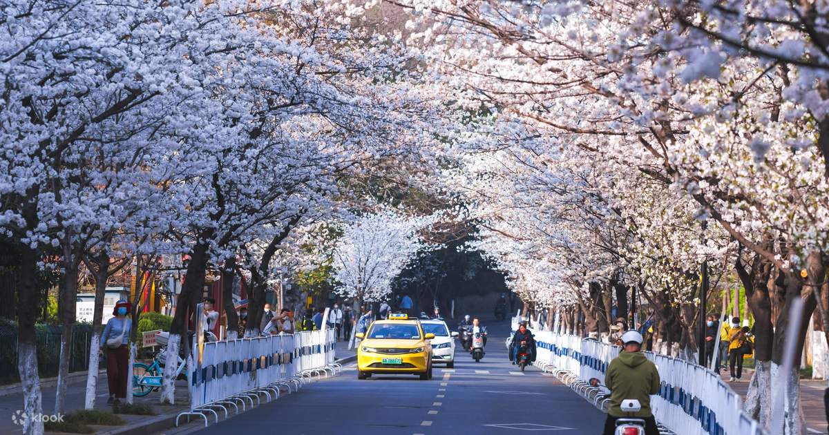 Nanjing Jiming Temple + Xuanwu Lake Park + Presidential Palace Cherry ...