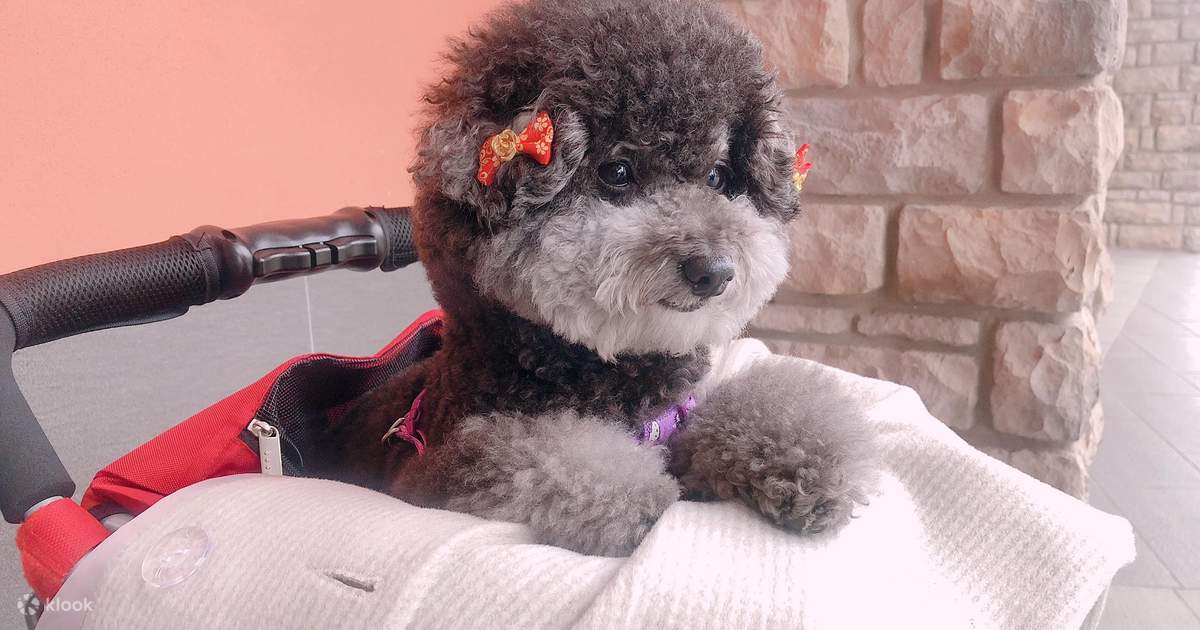 i-Beau Pet Grooming - Bath & Styling - Klook Singapore