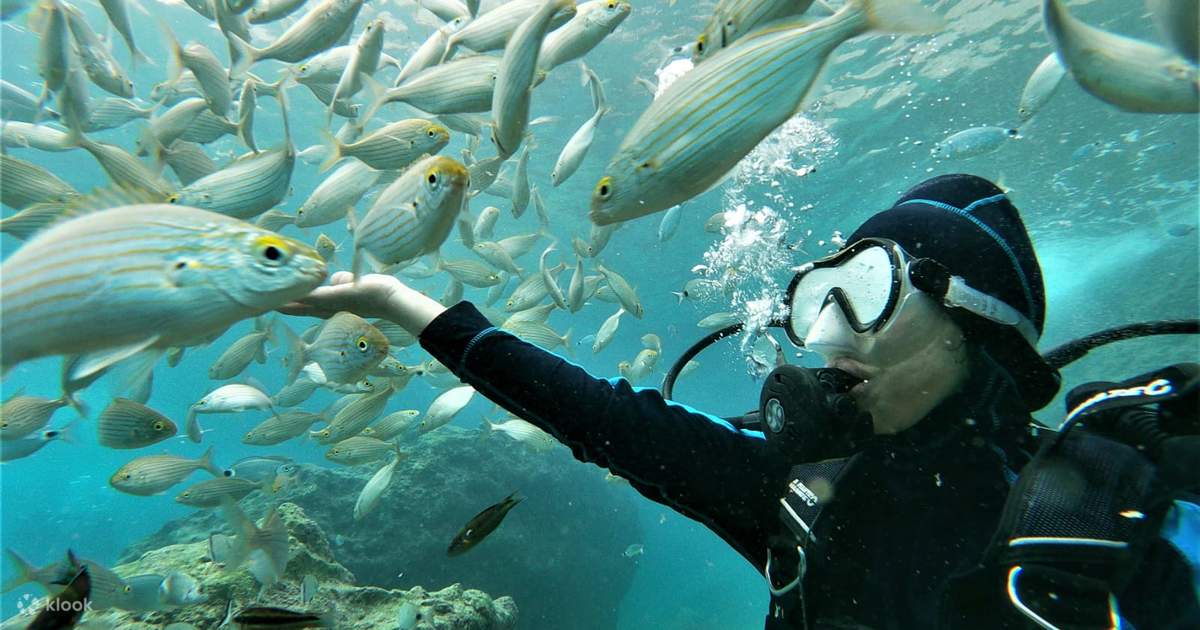 Rasakan Sensasi Menyelam ke Kedalaman dengan Scuba Diving - Klook Indonesia