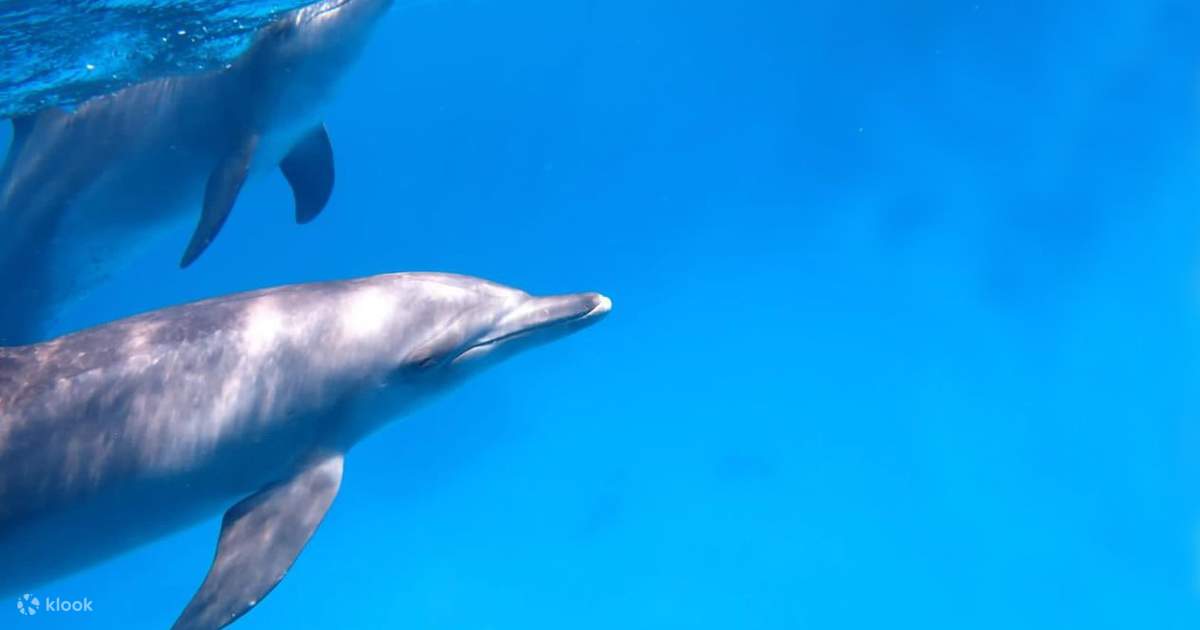 Dolphin House Snorkeling and Swimming with Dolphins - Klook