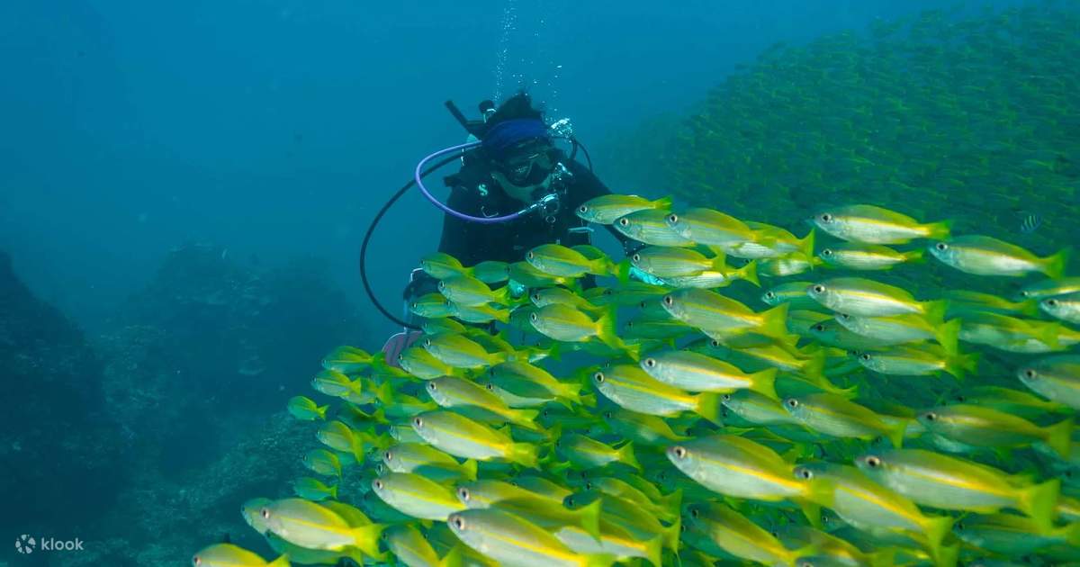 Dive into Adventure with PADI ReActivate Refresher in Koh Lanta | PADI ...