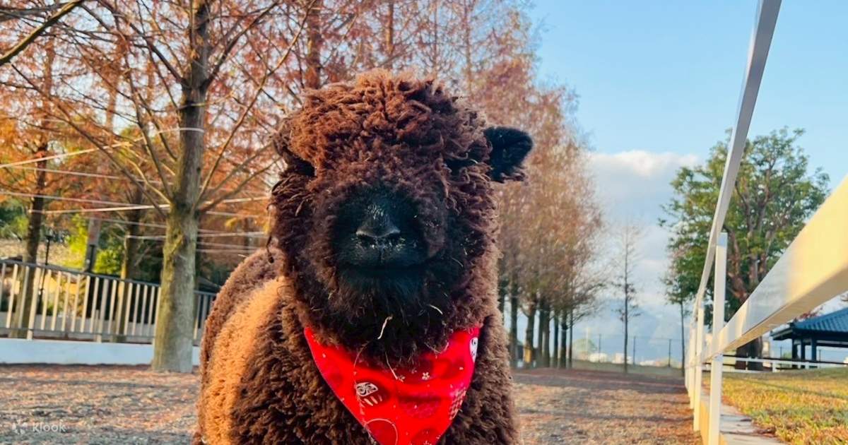 Yilan Zhang Mei Ama Farm Day Tour from Taipei - Klook Philippines