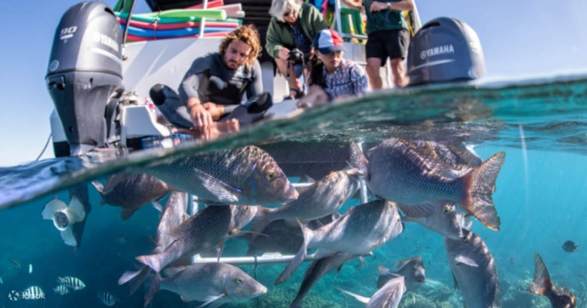 3-Hour Turtle Eco Tour in Coral Bay - Klook