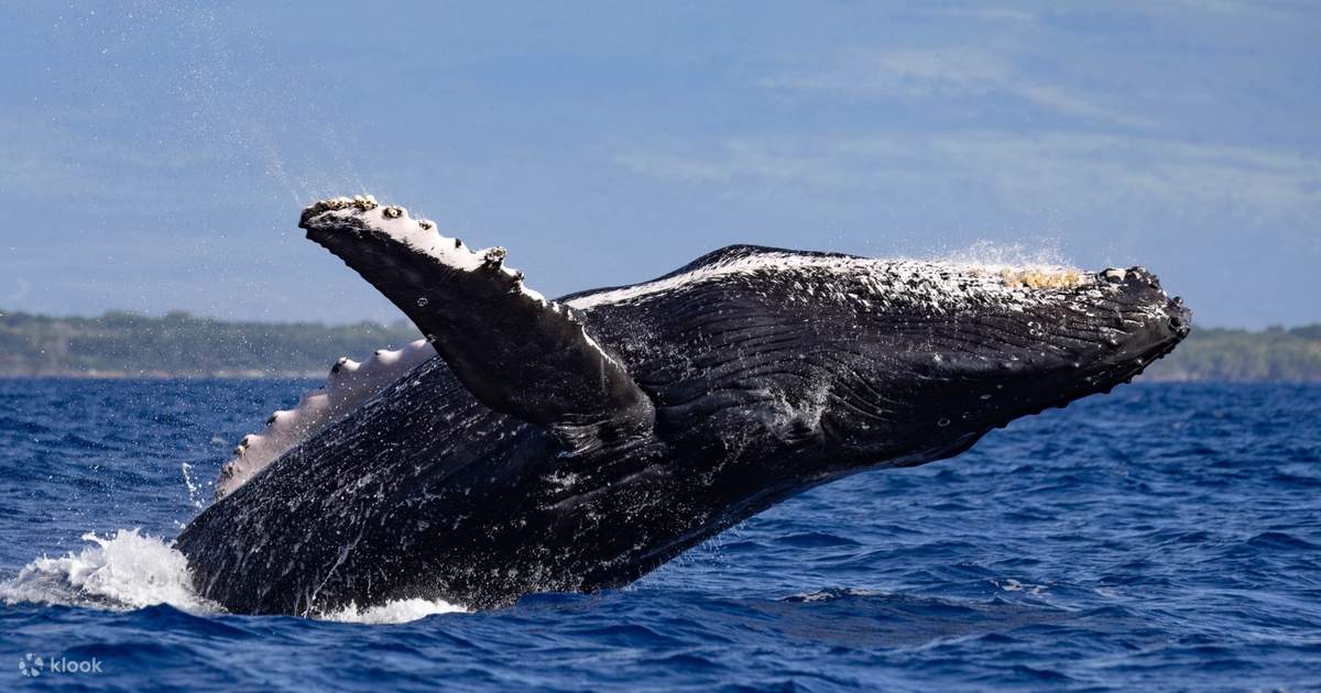 Classic Whale Watching Tour in Maui - Klook