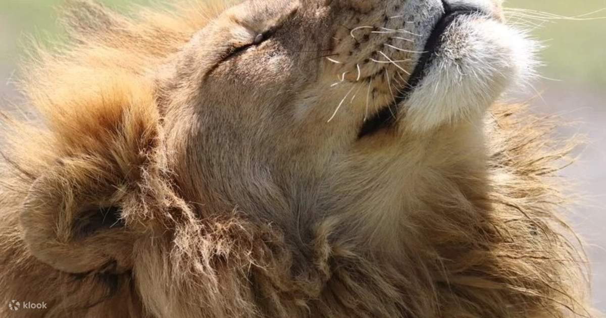 4-Day Wild Escape: Samburu & Aberdares Safari Adventure - Klook