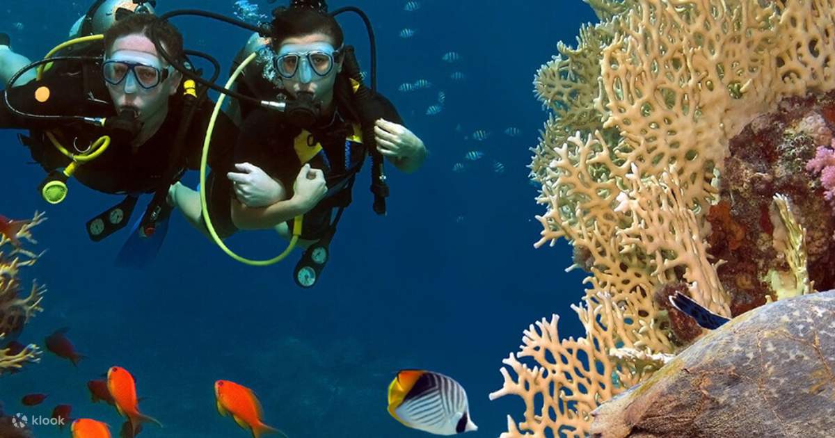 Kursus Selam Scuba Diver PADI Hurghada - Klook Indonesia