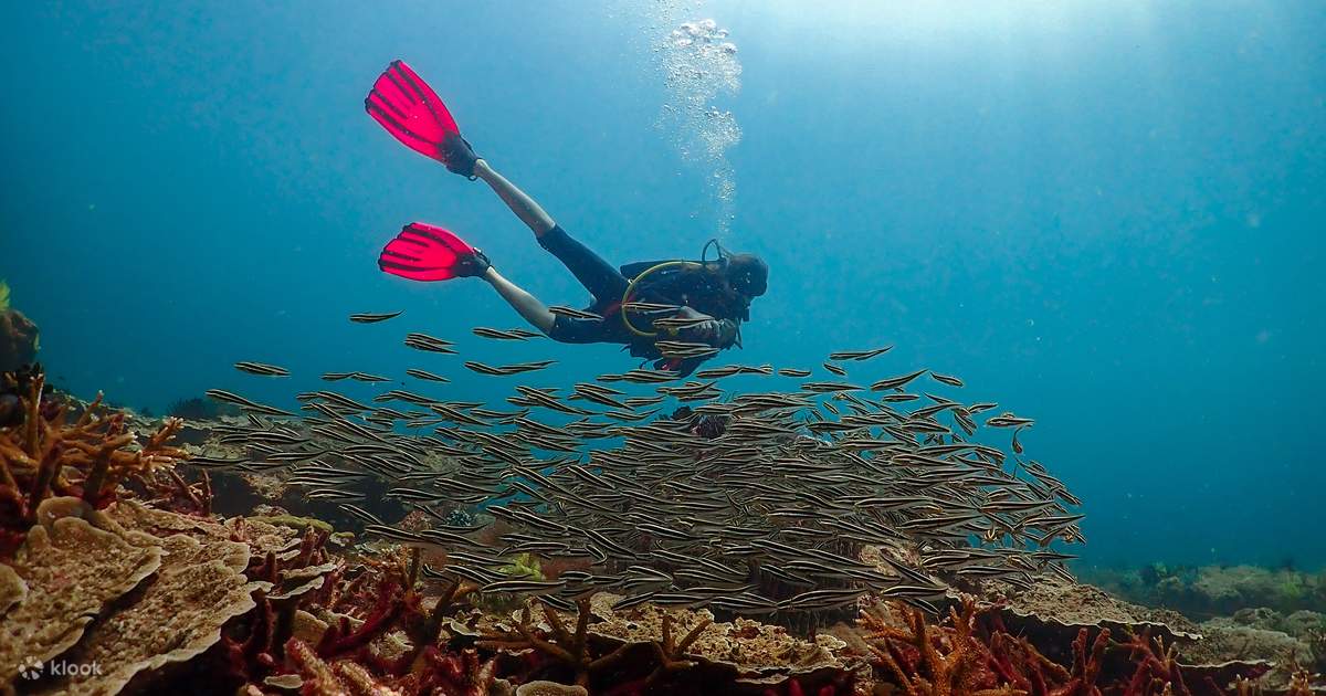 Learn PADI Open Water Diver through E-learning in Borneo with PADI 5 ...