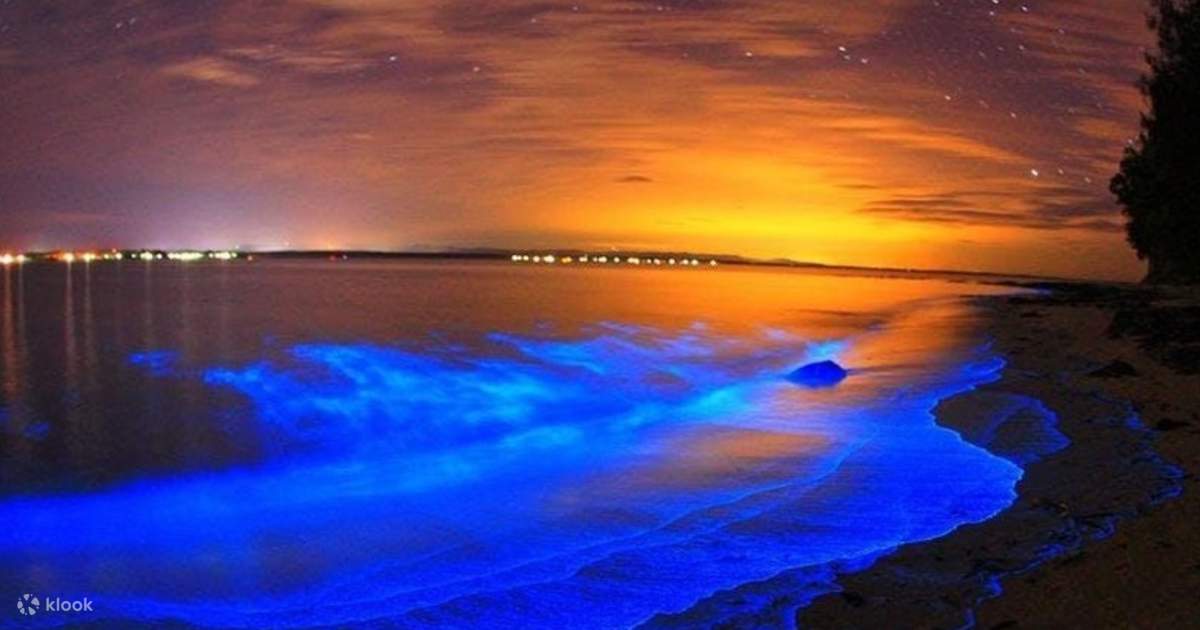 Orlando Bioluminescence Kayak Tour - Klook Stati Uniti