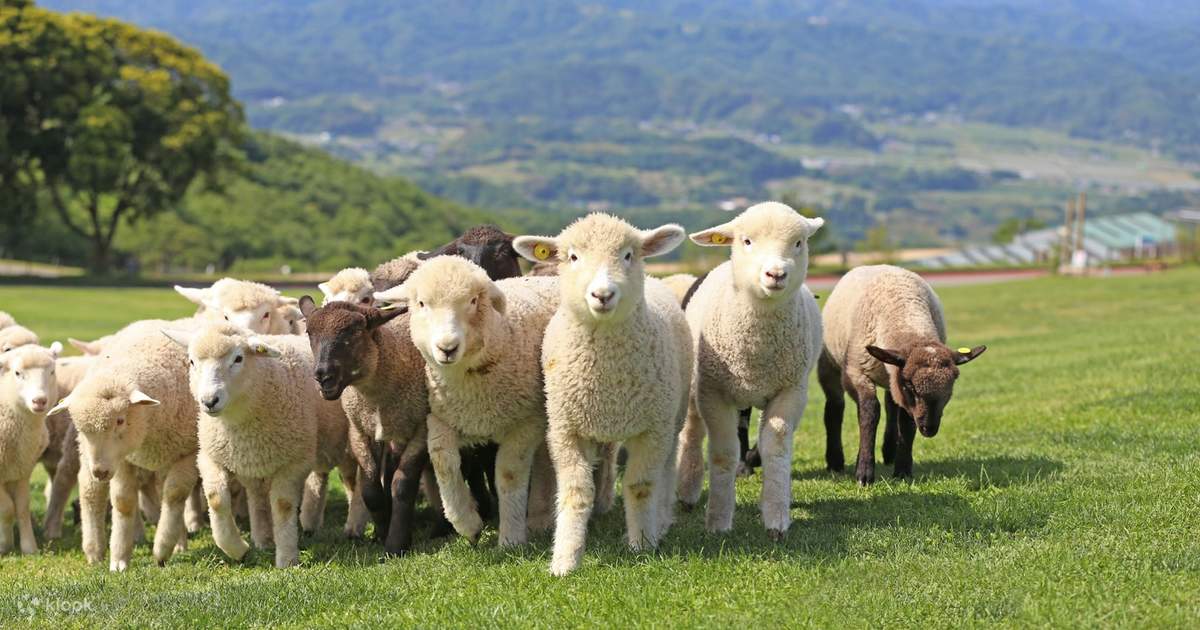 Mother Ranch & Dragon Farm All You Can Eat Seasonal Fruits & Mitsui ...