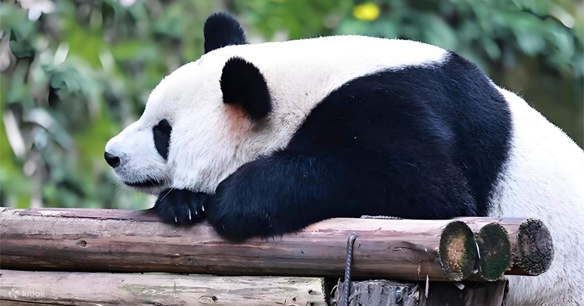 Tour privado de medio día en Chongqing (Museo General Stilwell + Templo ...