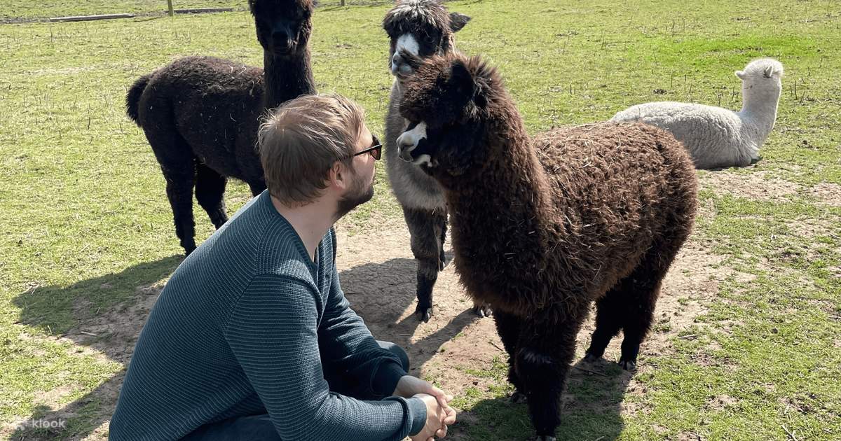London Alpacas experience: Get up-close in their field & feed them! - Klook
