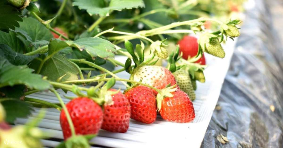 All-you-can-pick and eat organic strawberries (Yamanashi) - Klook ...