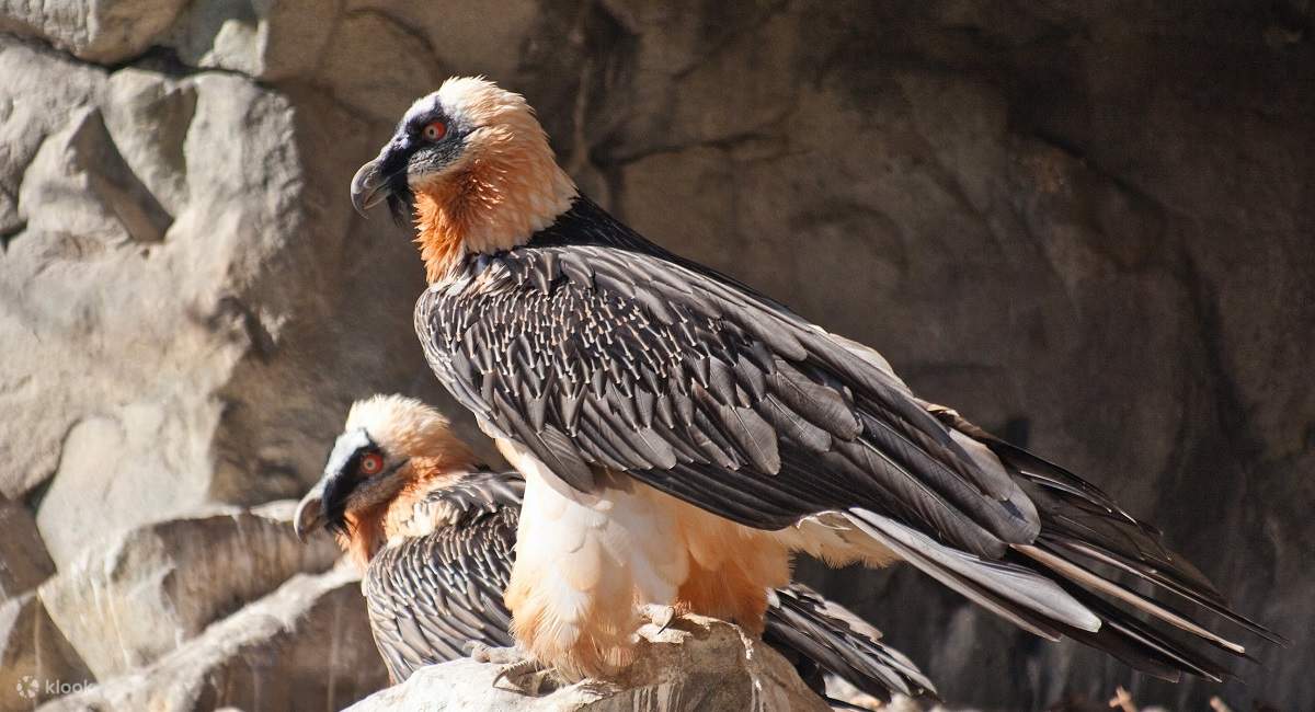 Innsbruck Alpine Zoo and Hungerburg Funicular Tickets - Klook - Klook