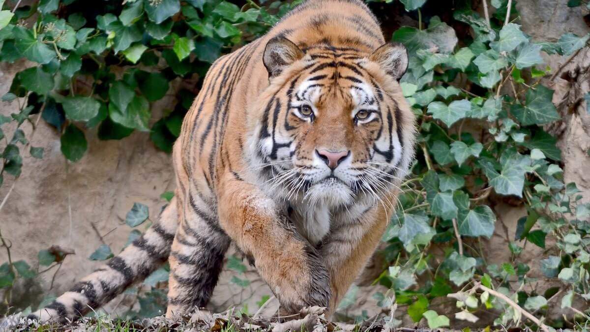 Le Cornelle Wildpark Ticket in Milan-Valbrembo (Direct Entry) - Klook