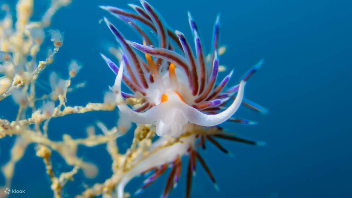 Padi 与 Padi 5 Star Cdc 一起探索加泰隆尼亚水肺潜水 Klook客路